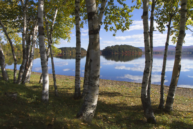 The Fabled Birches of Island Pond, Island Pond, VT